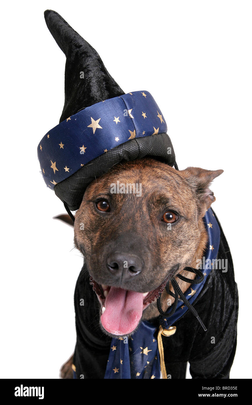 one happy wizard dog clothed over white Stock Photo - Alamy