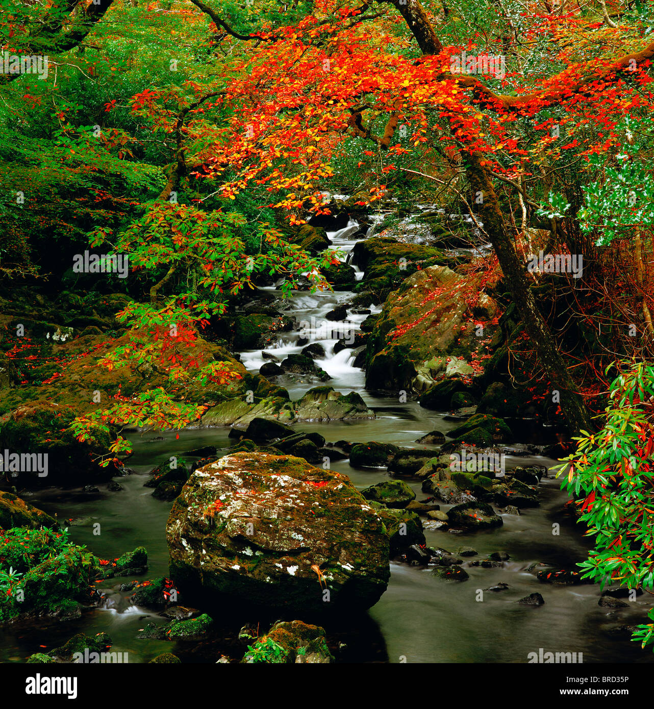 Stream Near Glengariff, Co Cork, Ireland Stock Photo - Alamy