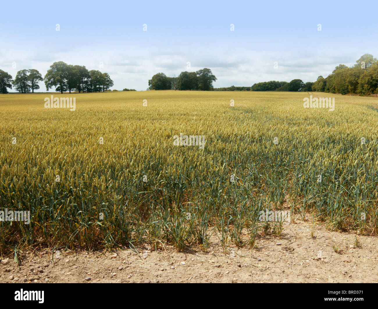 crops growing in a field Stock Photo - Alamy