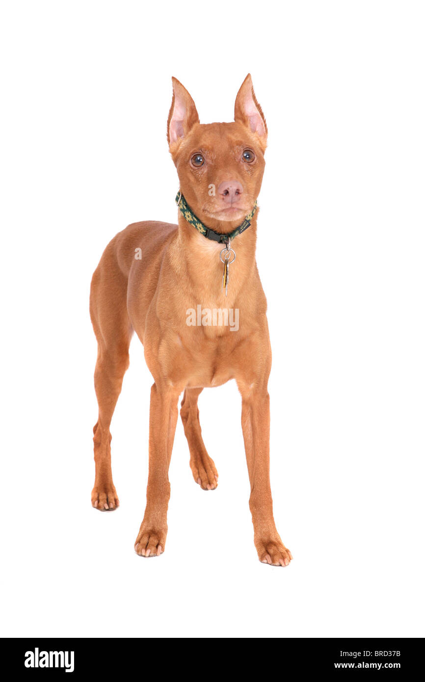 one reddish miniature doberman over white Stock Photo - Alamy