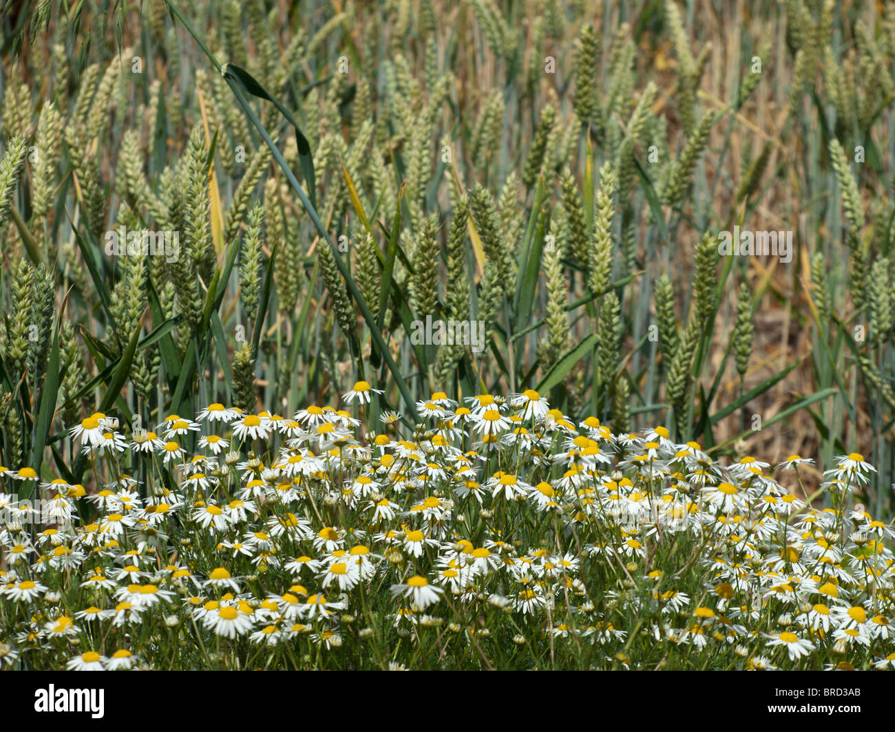 crops growing in a field Stock Photo - Alamy