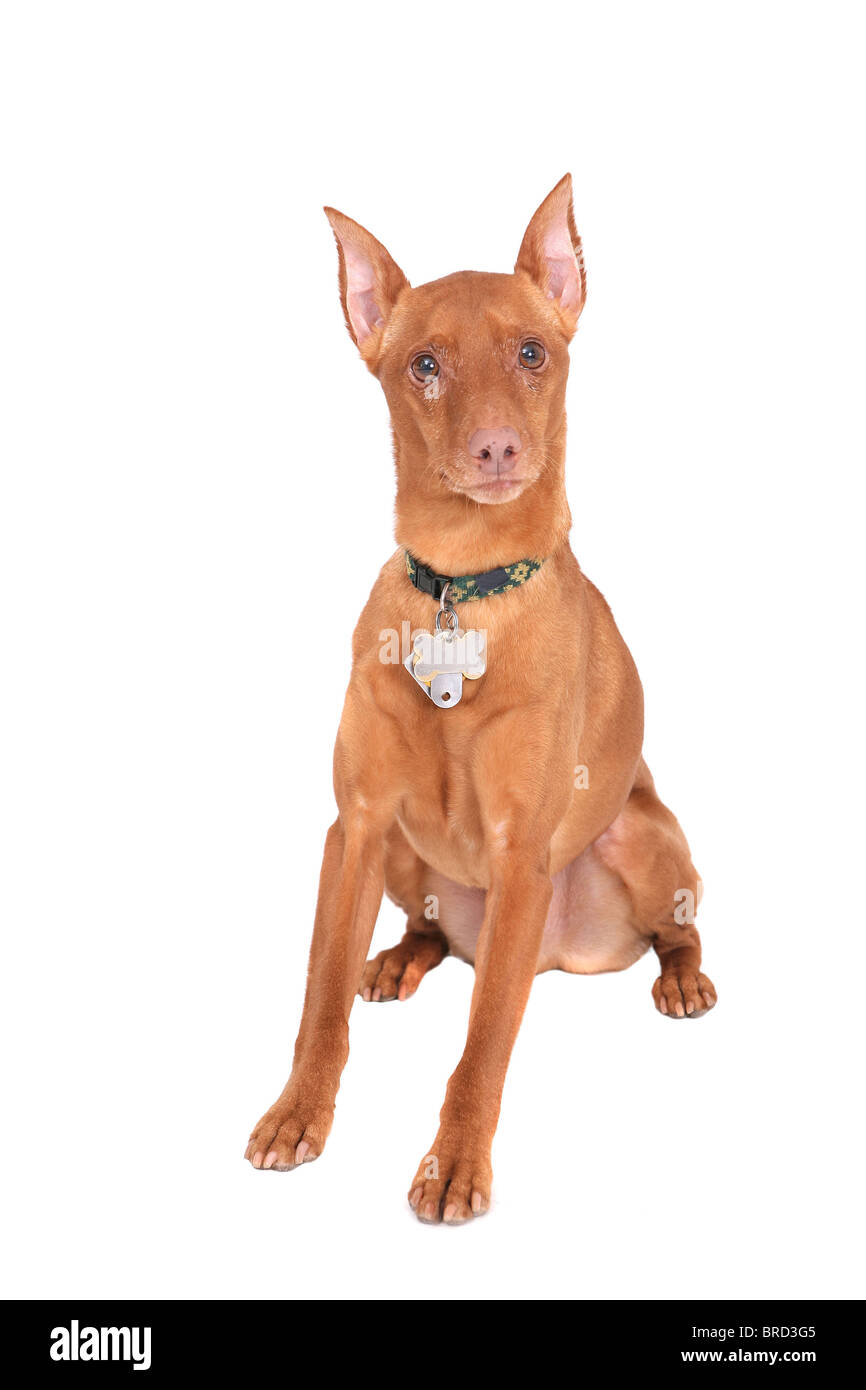 one reddish miniature doberman over white Stock Photo - Alamy