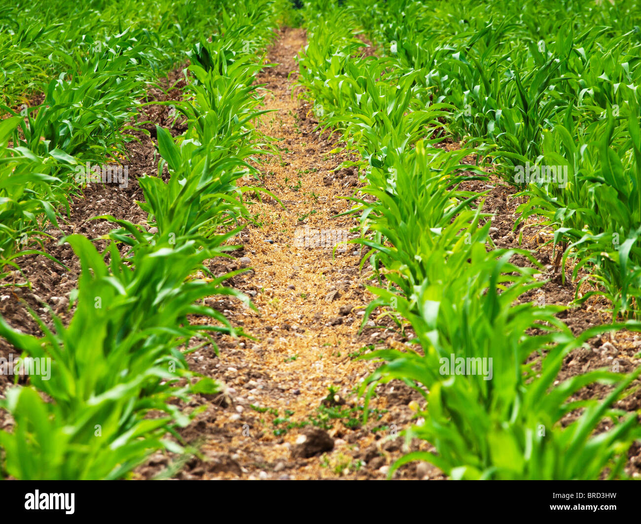 maize plants growing against blue sky Stock Photo - Alamy