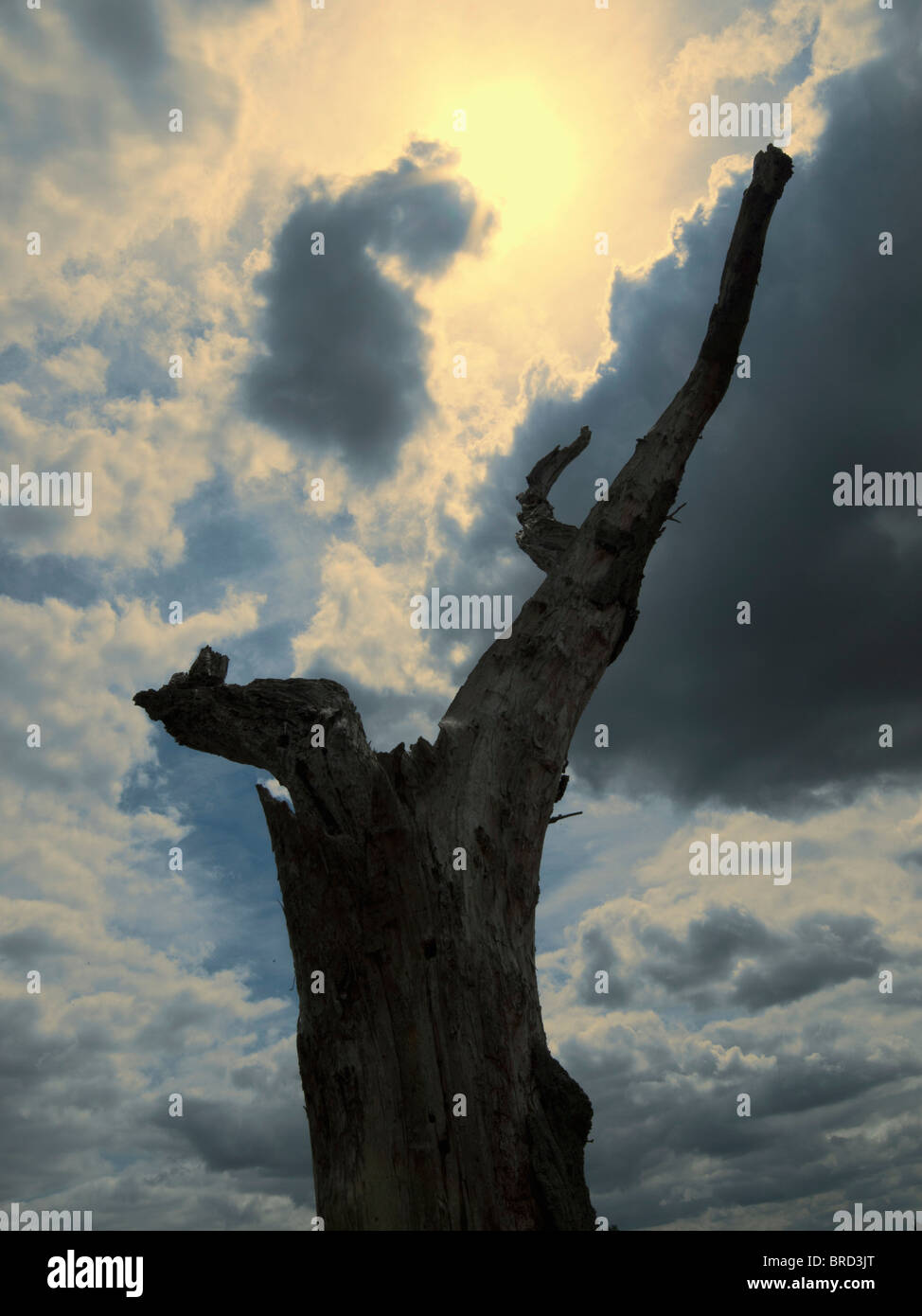 dead tree trunk Stock Photo - Alamy