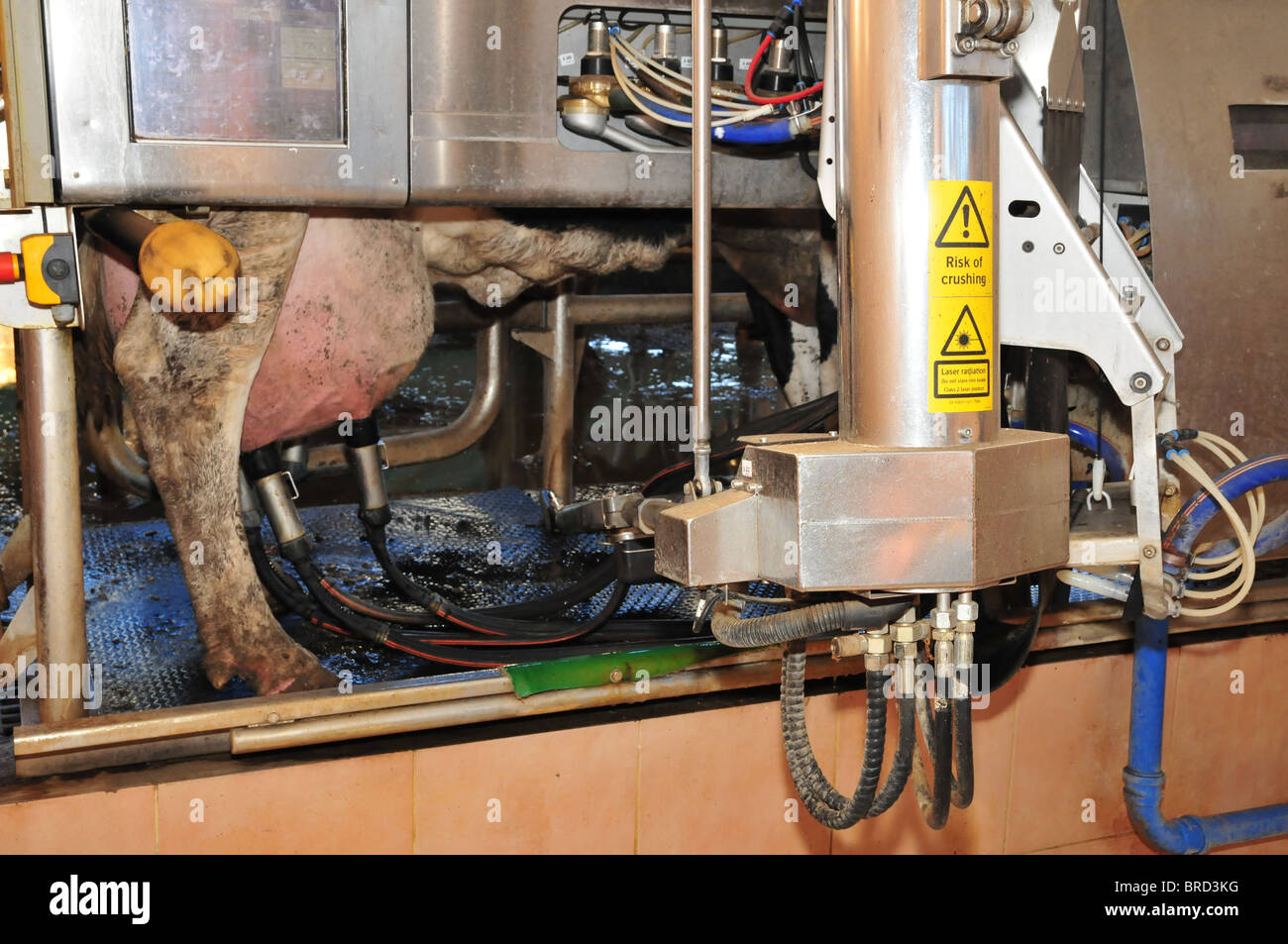 Cows at a Dairy farm. Automatic milking machine. Photographed in Israel ...