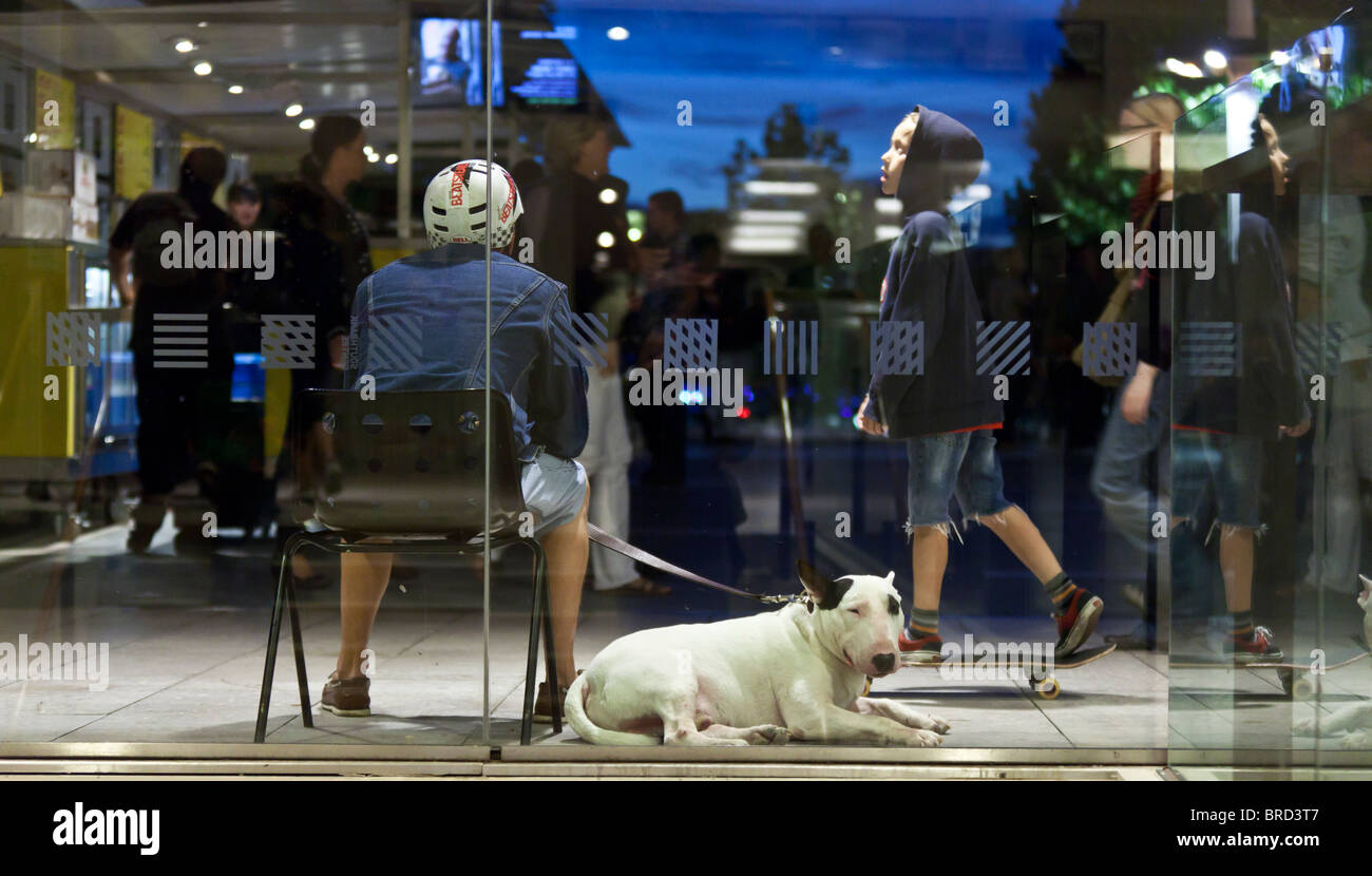 Bull Terrier looking through a window at the Royal Festival Hall ...