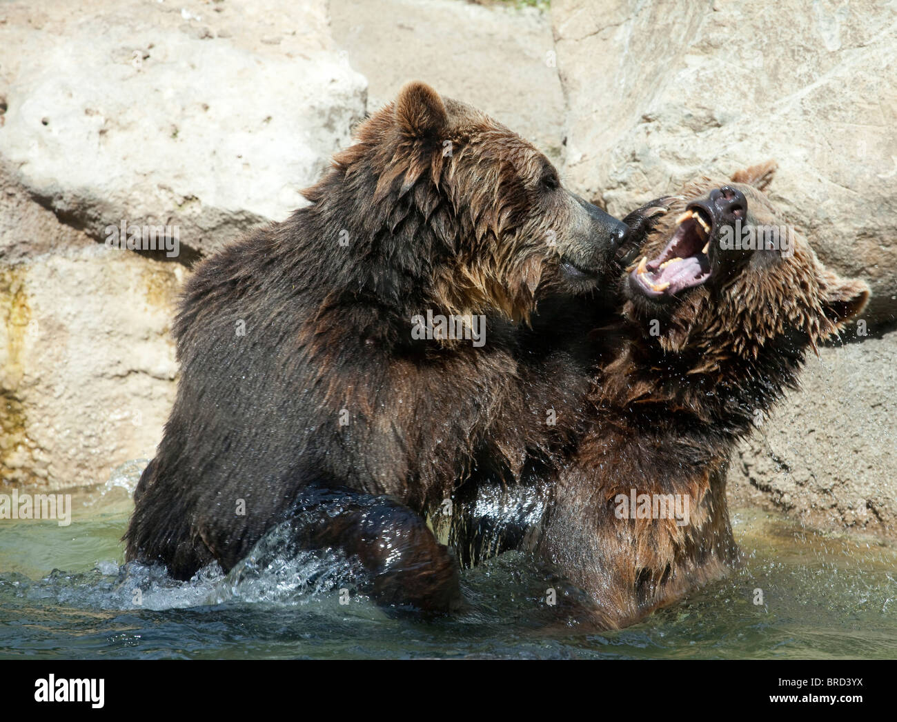 Fighting bears hi-res stock photography and images - Alamy