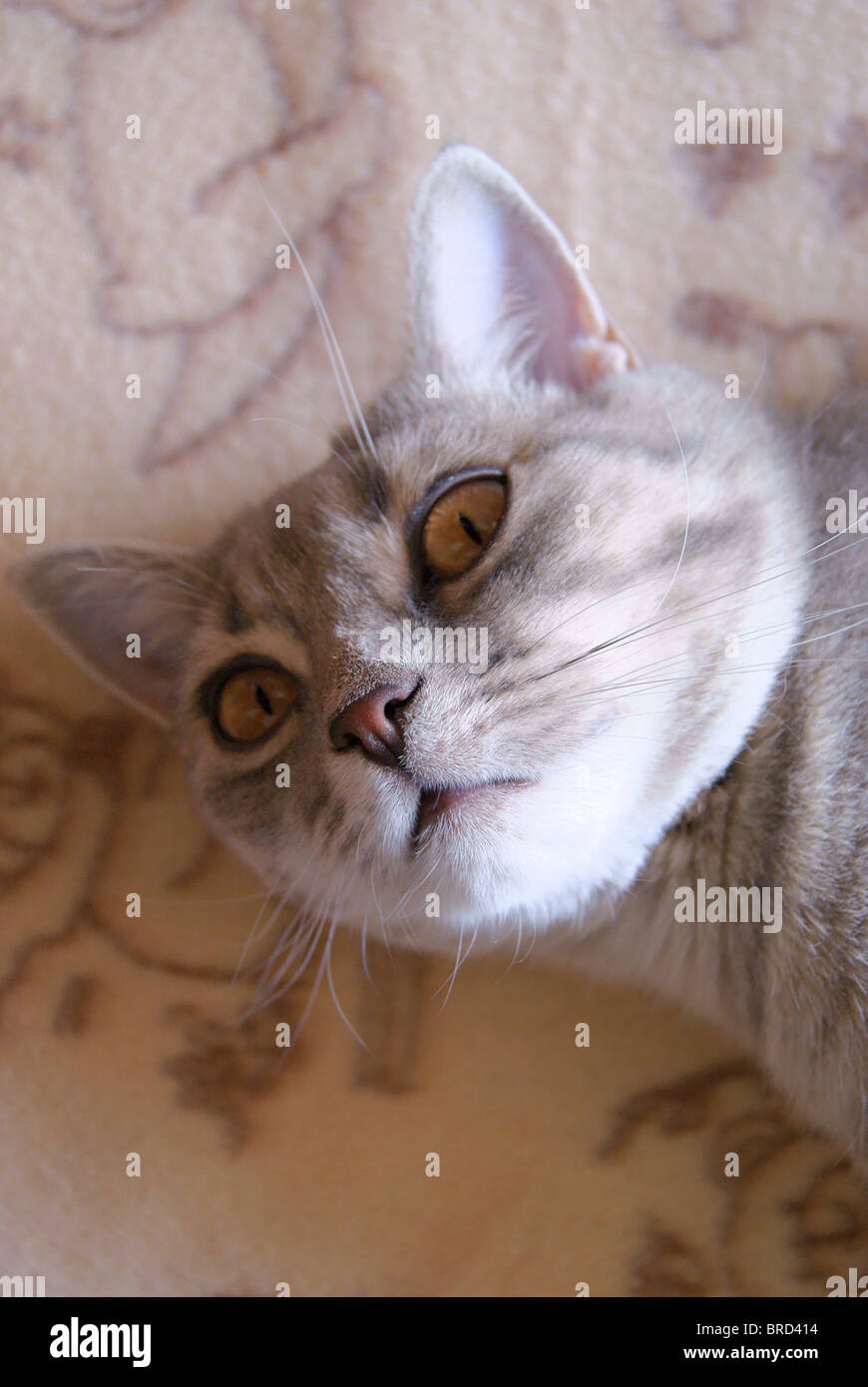 Golden Tabby Cat High Resolution Stock Photography and Images - Alamy