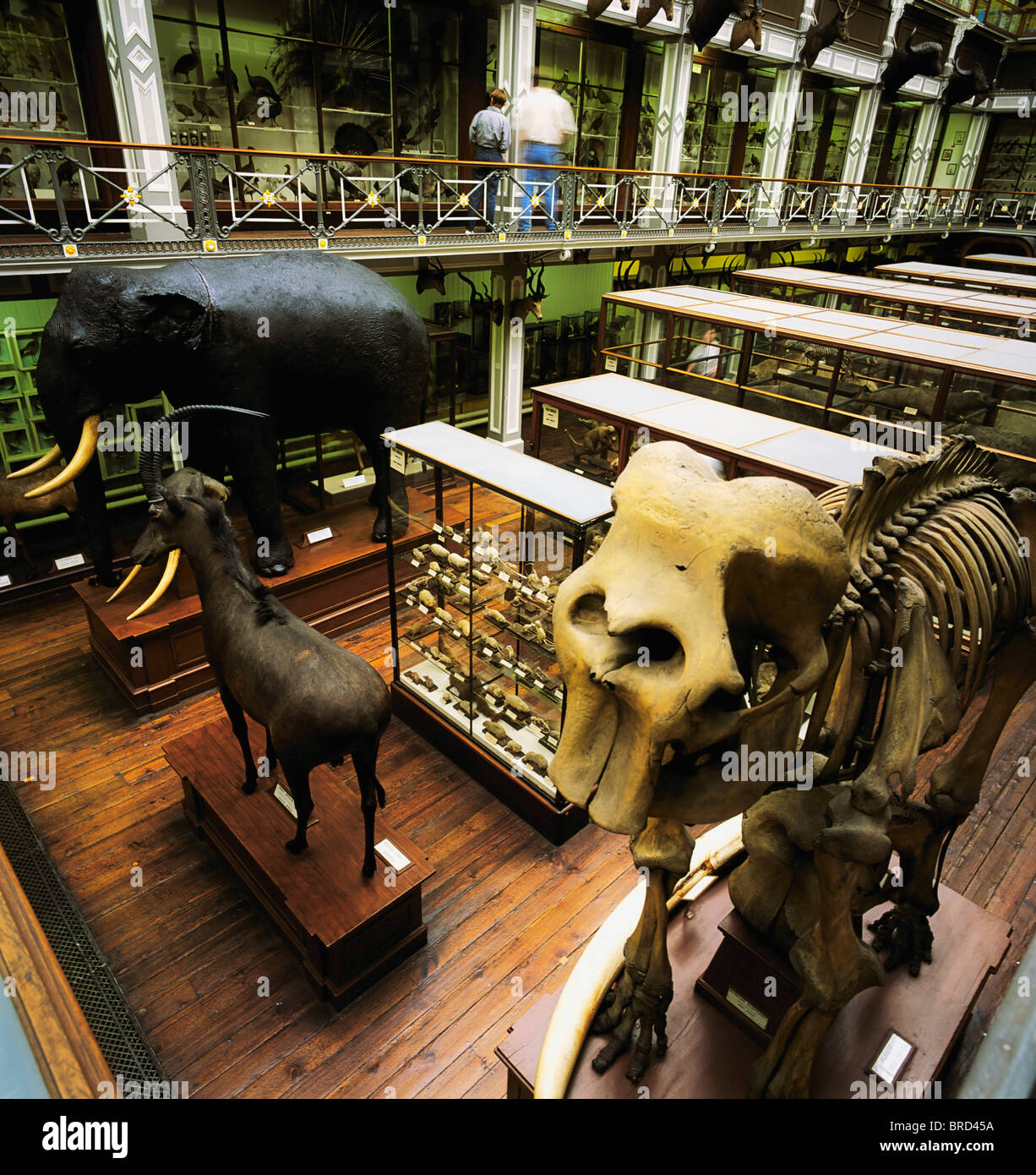 The National Museum Of Ireland, Dublin, Co Dublin, Ireland; Museum Of ...