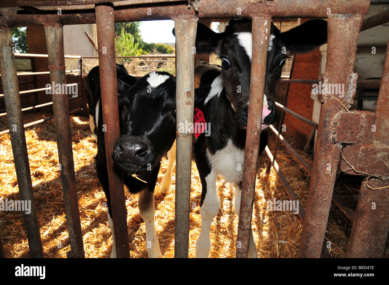 Israeli dairy hi-res stock photography and images - Alamy
