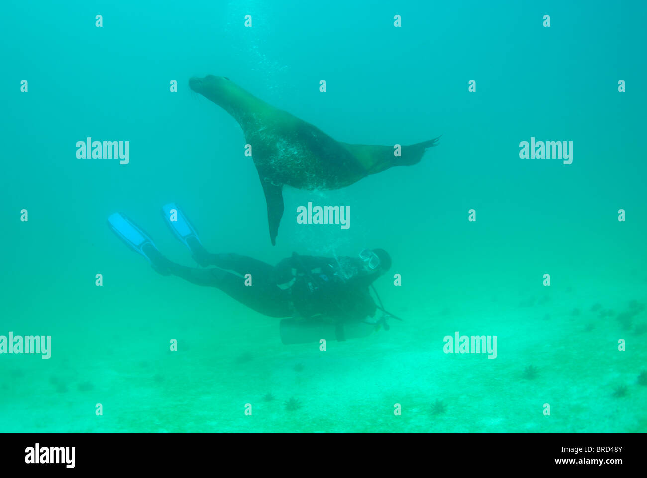 Scuba diver swimming with Sea lion (Zalophus californianus), Underwater ...