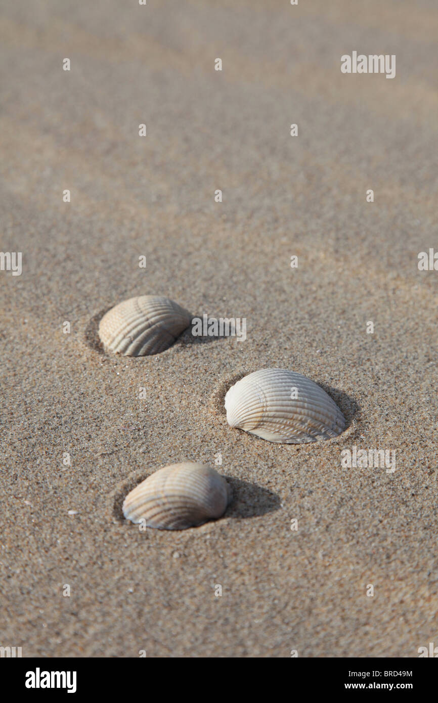 Three conch shells hi-res stock photography and images - Alamy