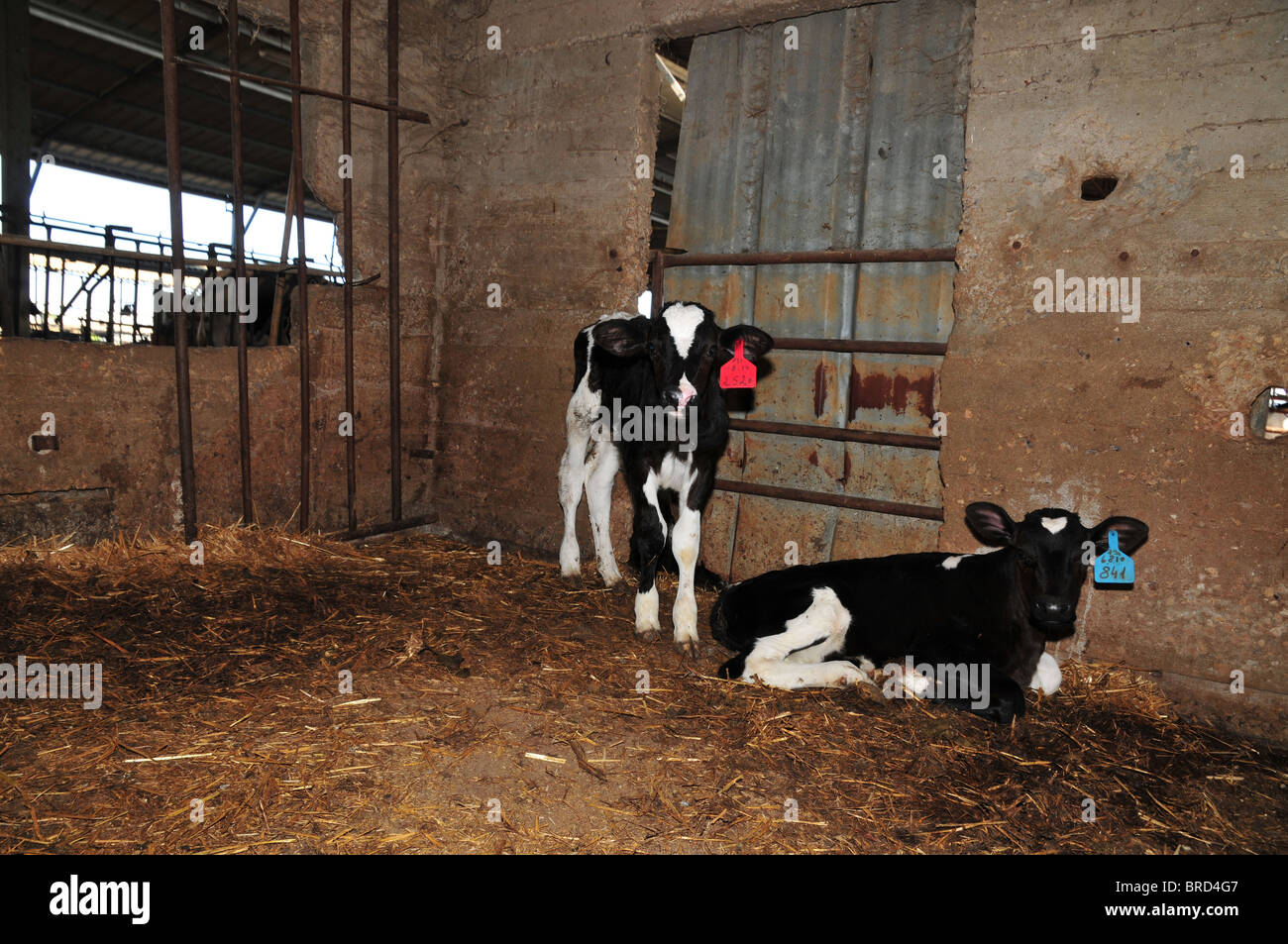 Dairy Cows And Calves