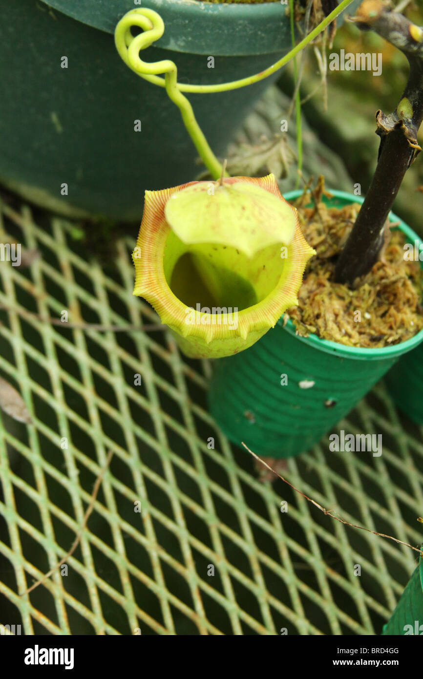 Tropical carnivorous plants of the nepenthes type seen at a garden ...