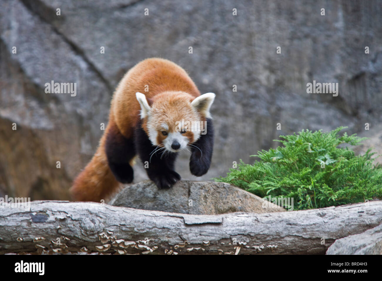 Red Panda (Ailurus fulgens Stock Photo - Alamy
