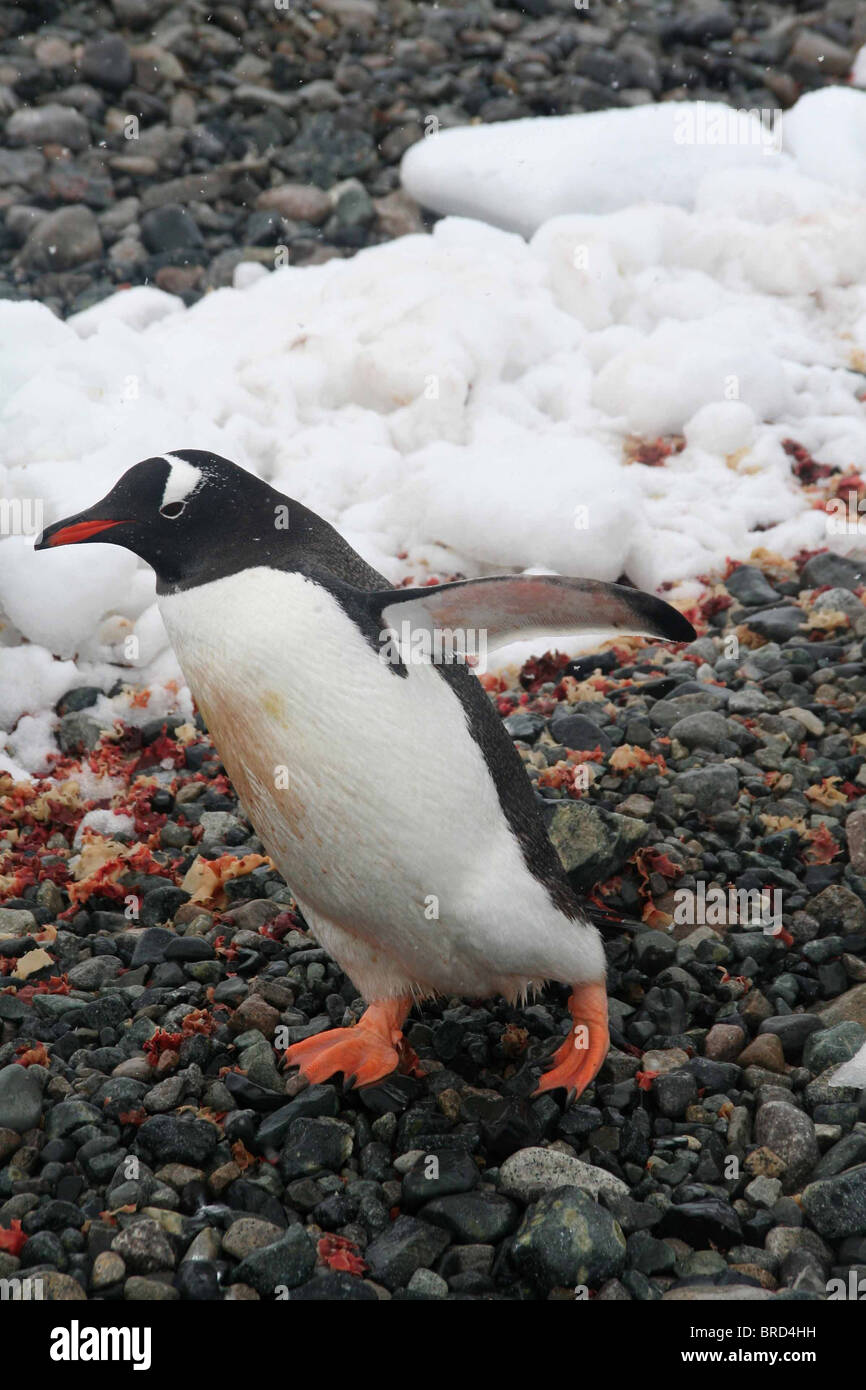Gentoo penguin, on rocky beach, light snow storm, [Pygoscelis papua ...