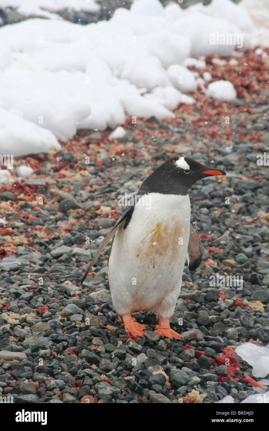 Gentoo penguin, on rocky beach, light snow storm, [Pygoscelis papua ...
