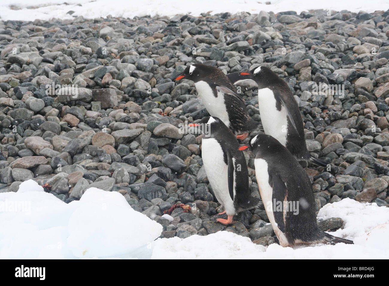 Gentoo penguins, warily moving to the water's edge [Pygoscelis papua ...