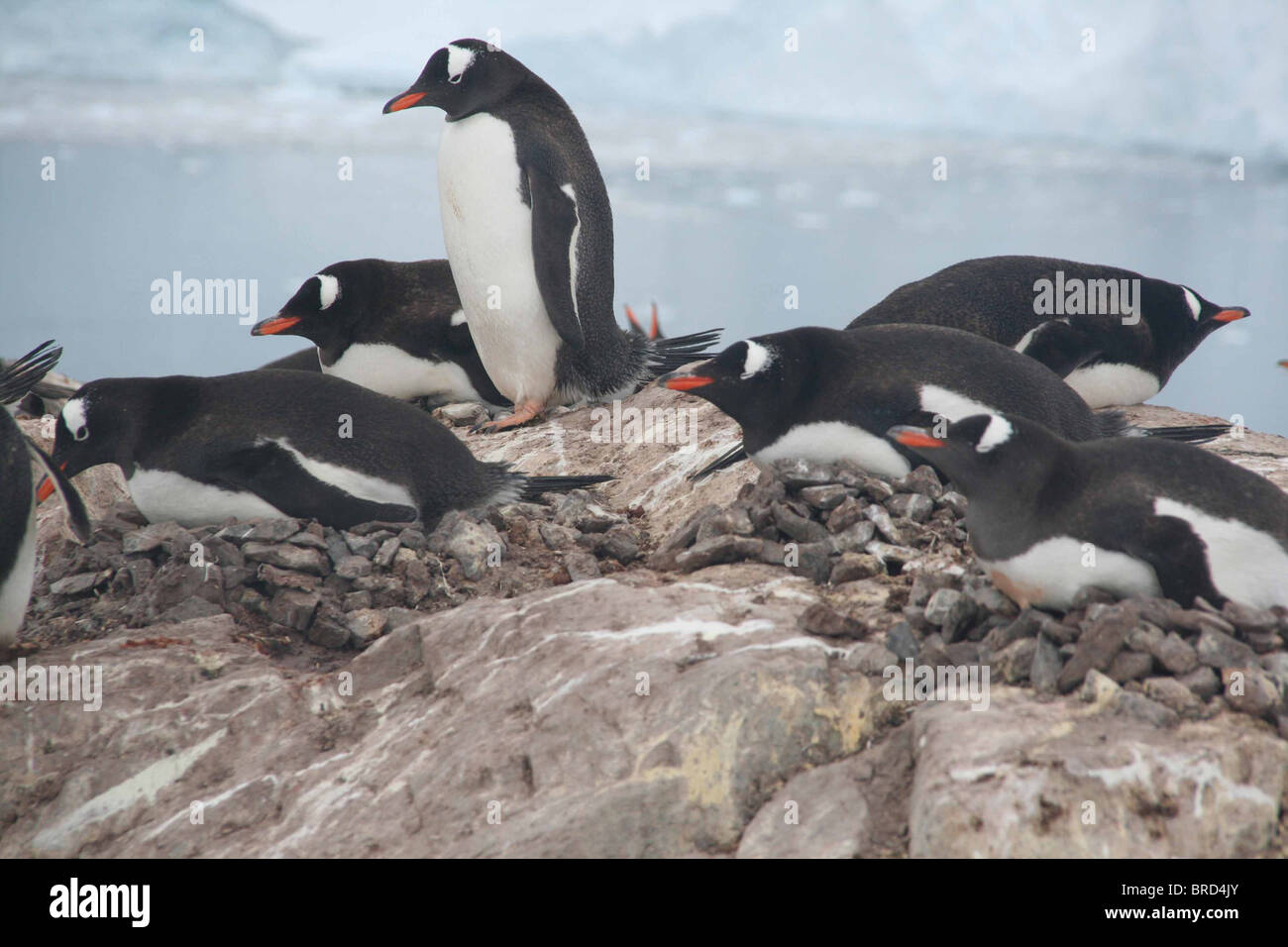 Gentoo penguins, nesting, [Pygoscelis papua] Neko Harbor, Andvord Bay ...