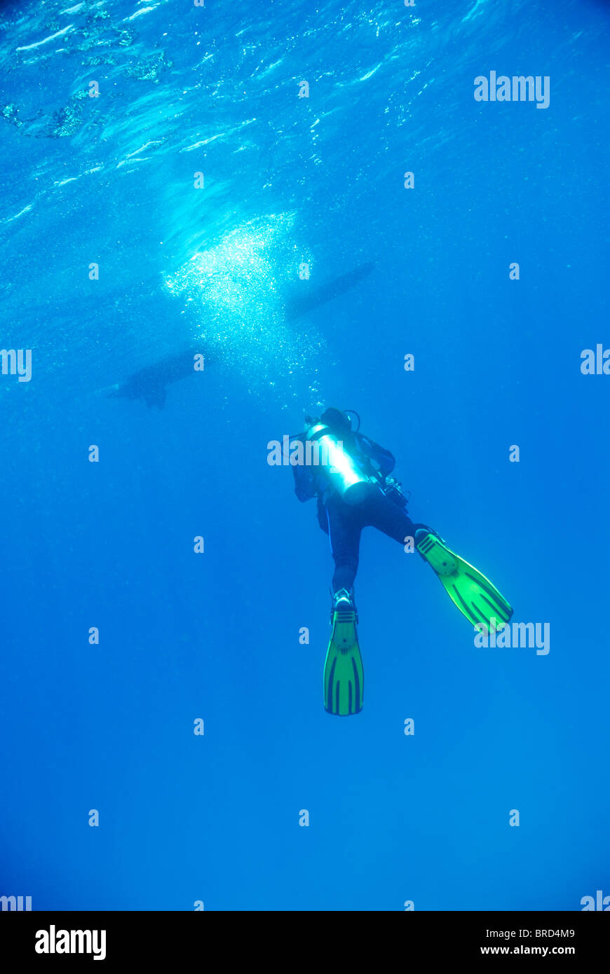 One Scuba diver with bubbles rising up to surface, underwater view ...