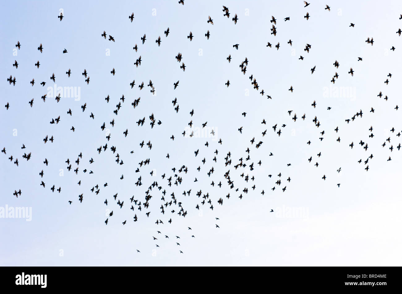 A huge flock of blackbirds fly Stock Photo - Alamy