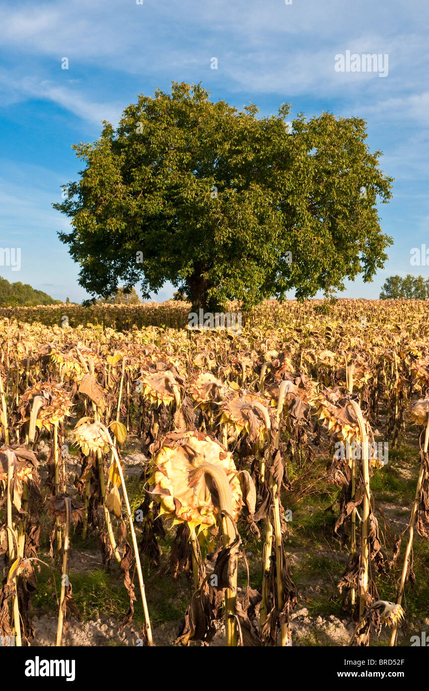 Tree trunk in middle field hi-res stock photography and images - Alamy