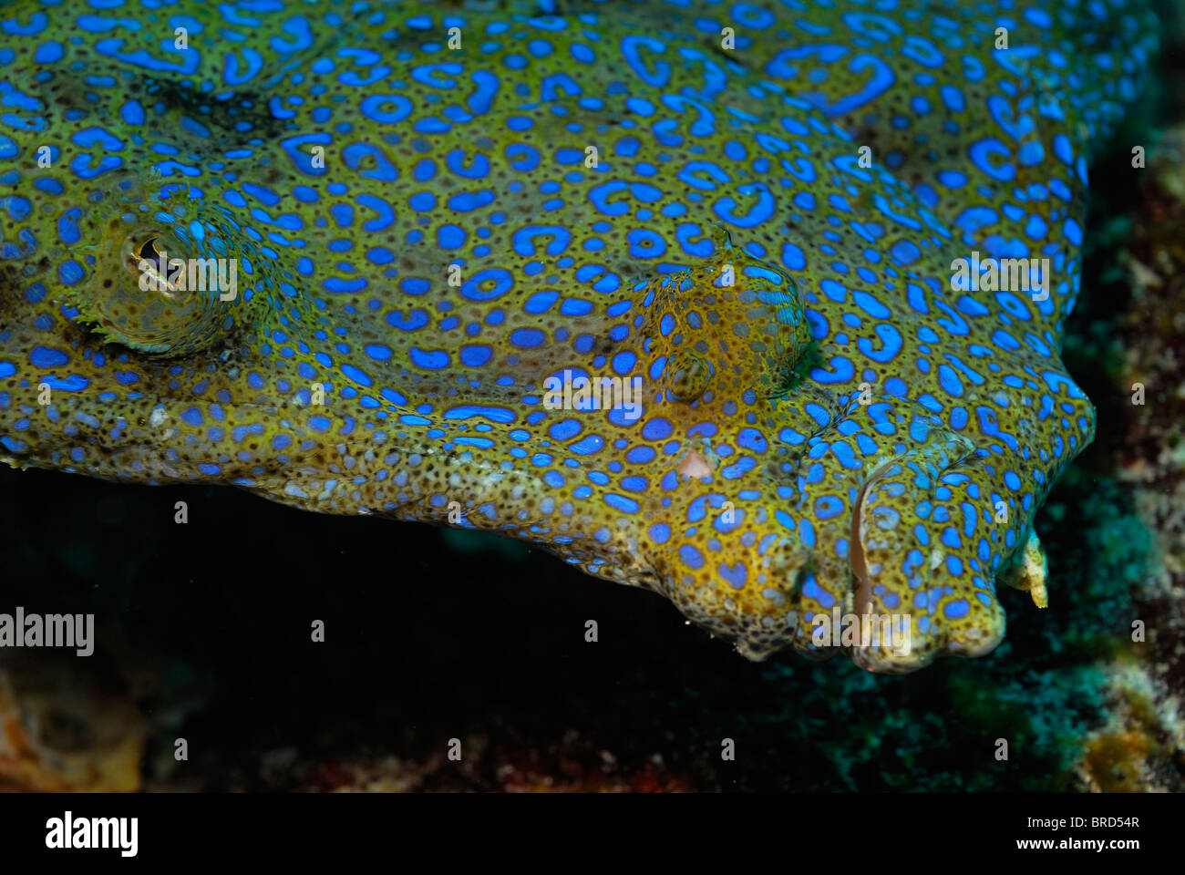Tropical Flounder head and eyes (Bothus Mancus), extreme close-up ...