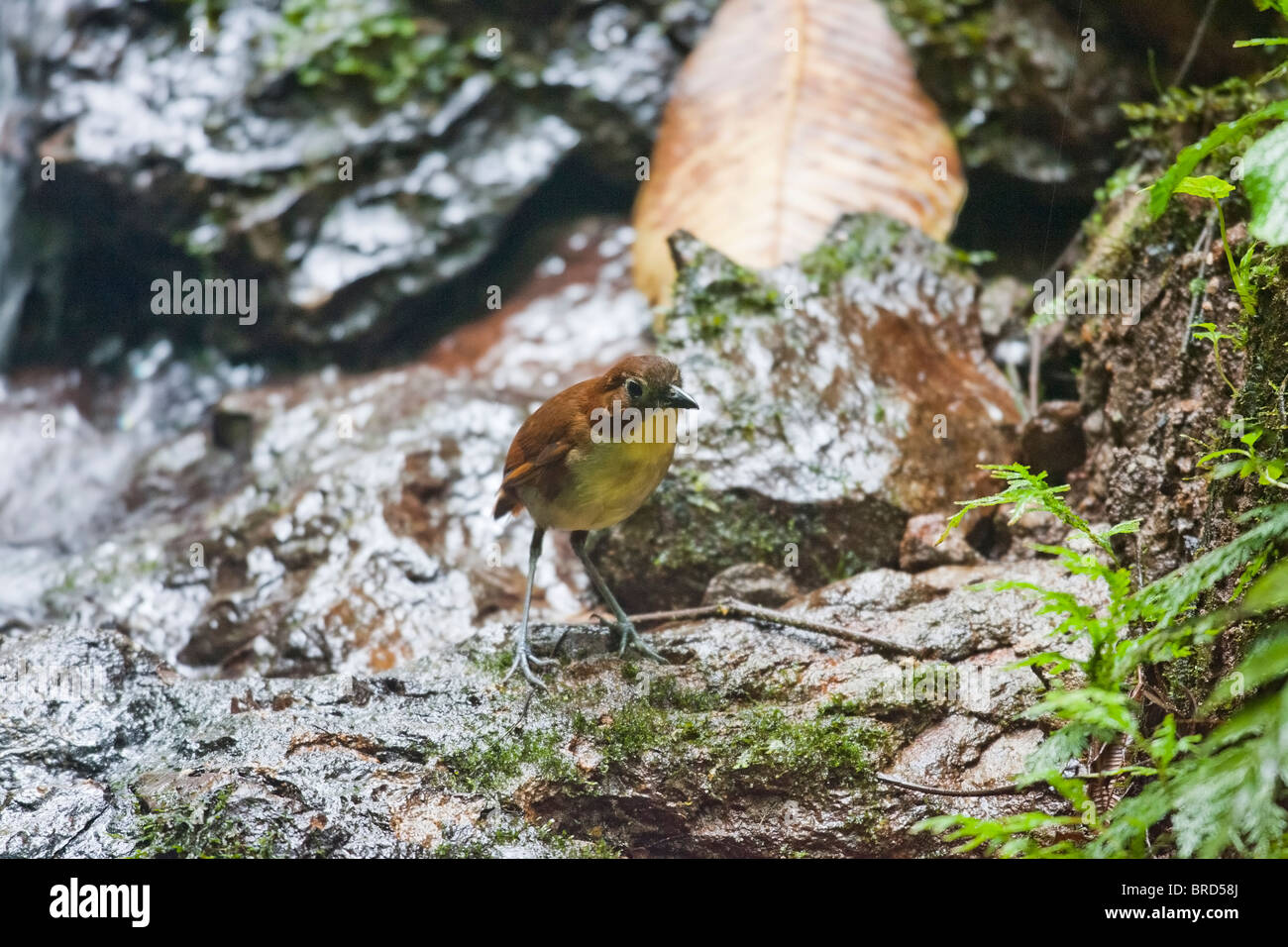 Yellow-breasted Antpitta (Grallaria flavotincta Stock Photo - Alamy