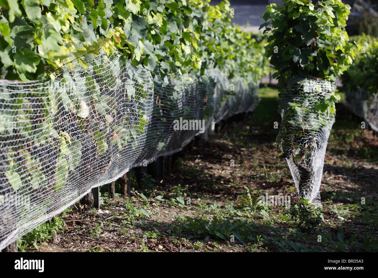 Wine growing net hi-res stock photography and images - Alamy