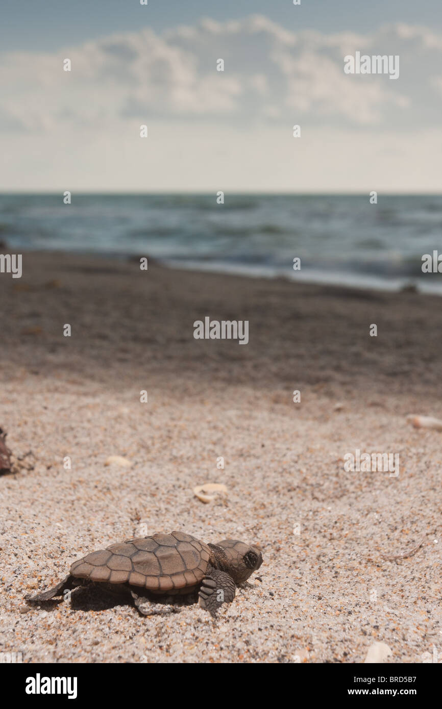 Loggerhead sea turtle hatchling Stock Photo - Alamy