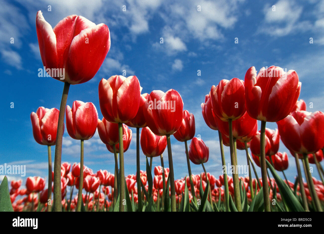Low angle view of tulip blossoms in tulip field, Skagit Valley, Mt ...