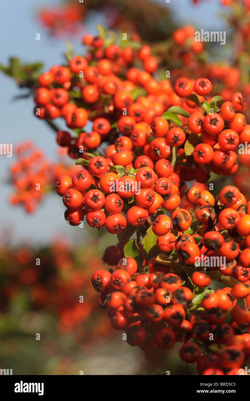 Bright berry hi-res stock photography and images - Alamy