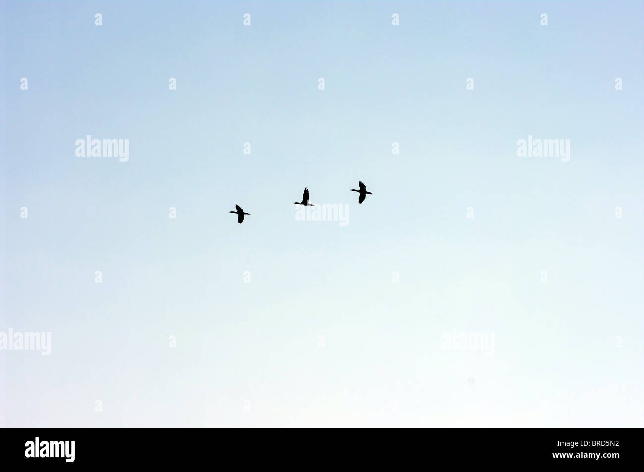 Three Flying Ducks Stock Photos & Three Flying Ducks Stock Images - Alamy