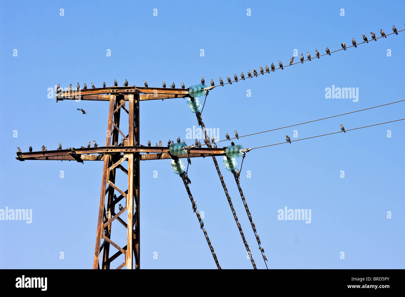 Fly drawings hi-res stock photography and images - Alamy