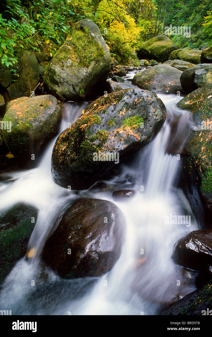 Rocks and boulders in a stream in the Columbia River Gorge National ...