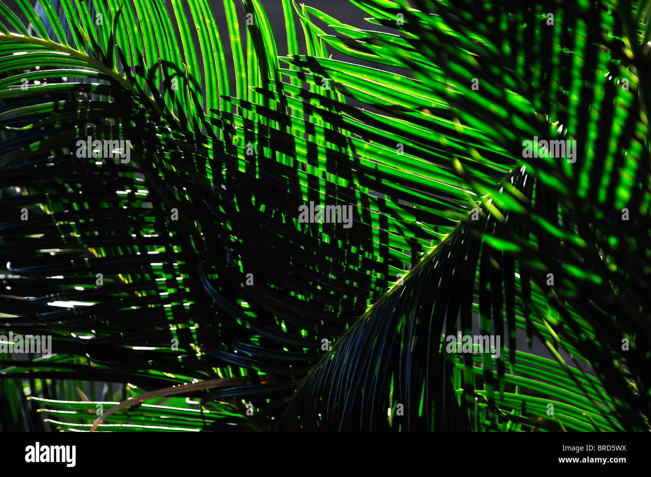 Leaves forming a pattern hi-res stock photography and images - Alamy