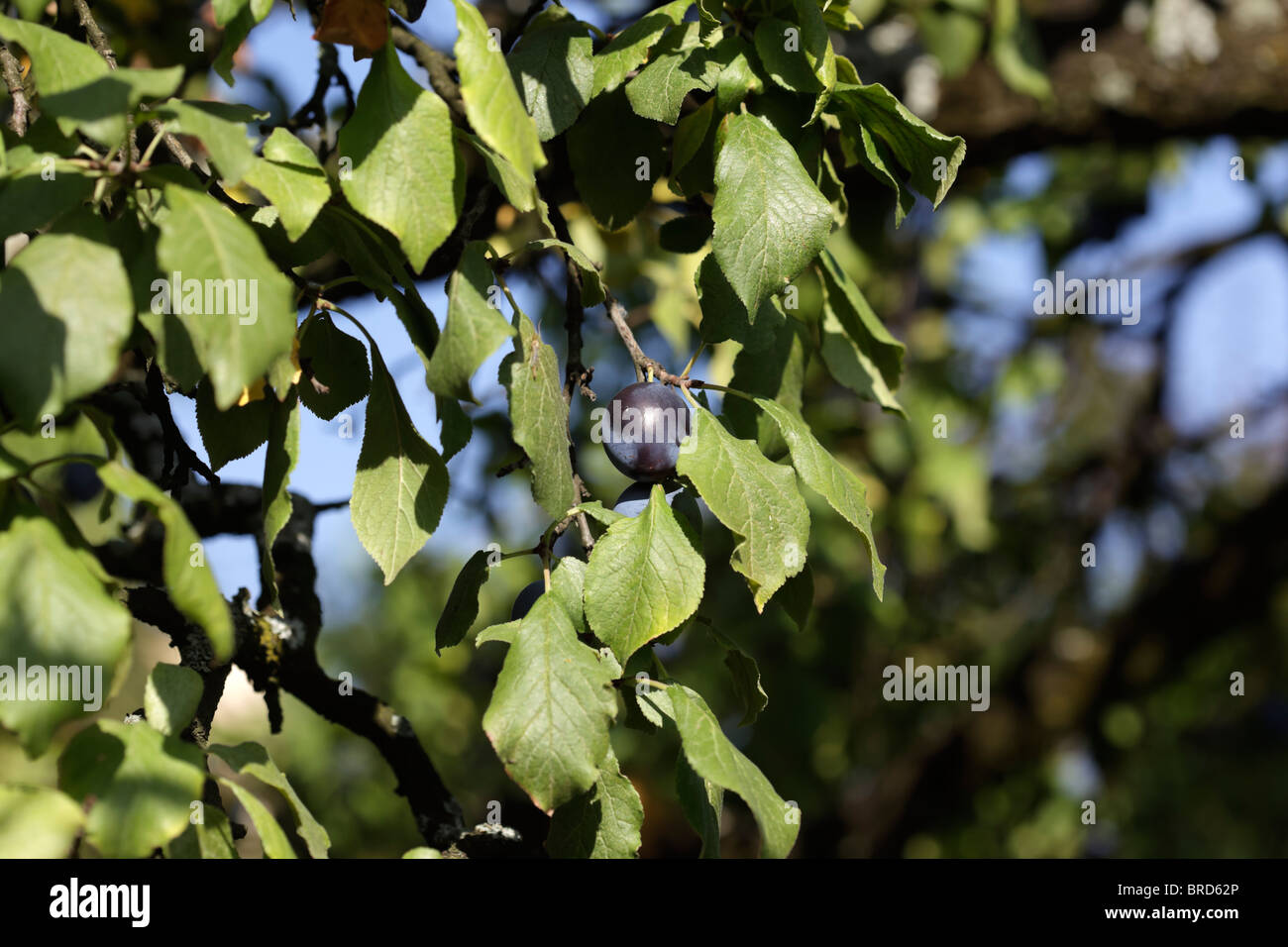 Single plum hi-res stock photography and images - Alamy