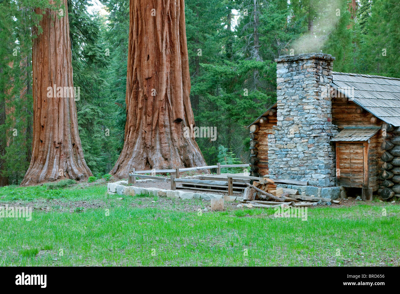 Mariposa Grove Museum with giant Sequoia Redwood trees. Yosemite ...
