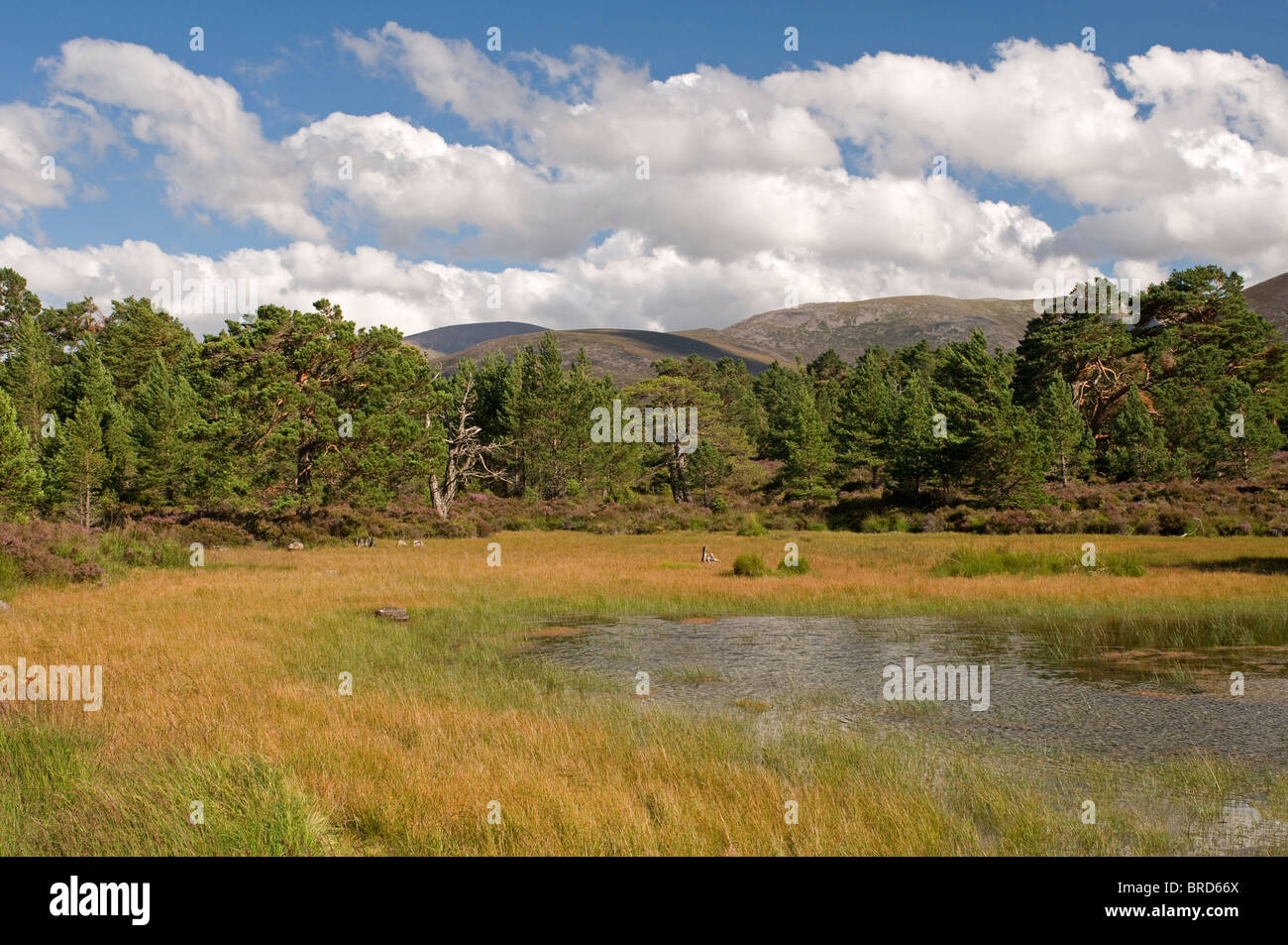 Remnants of the Ancient Scottish Caledonian Pine Forest of ...