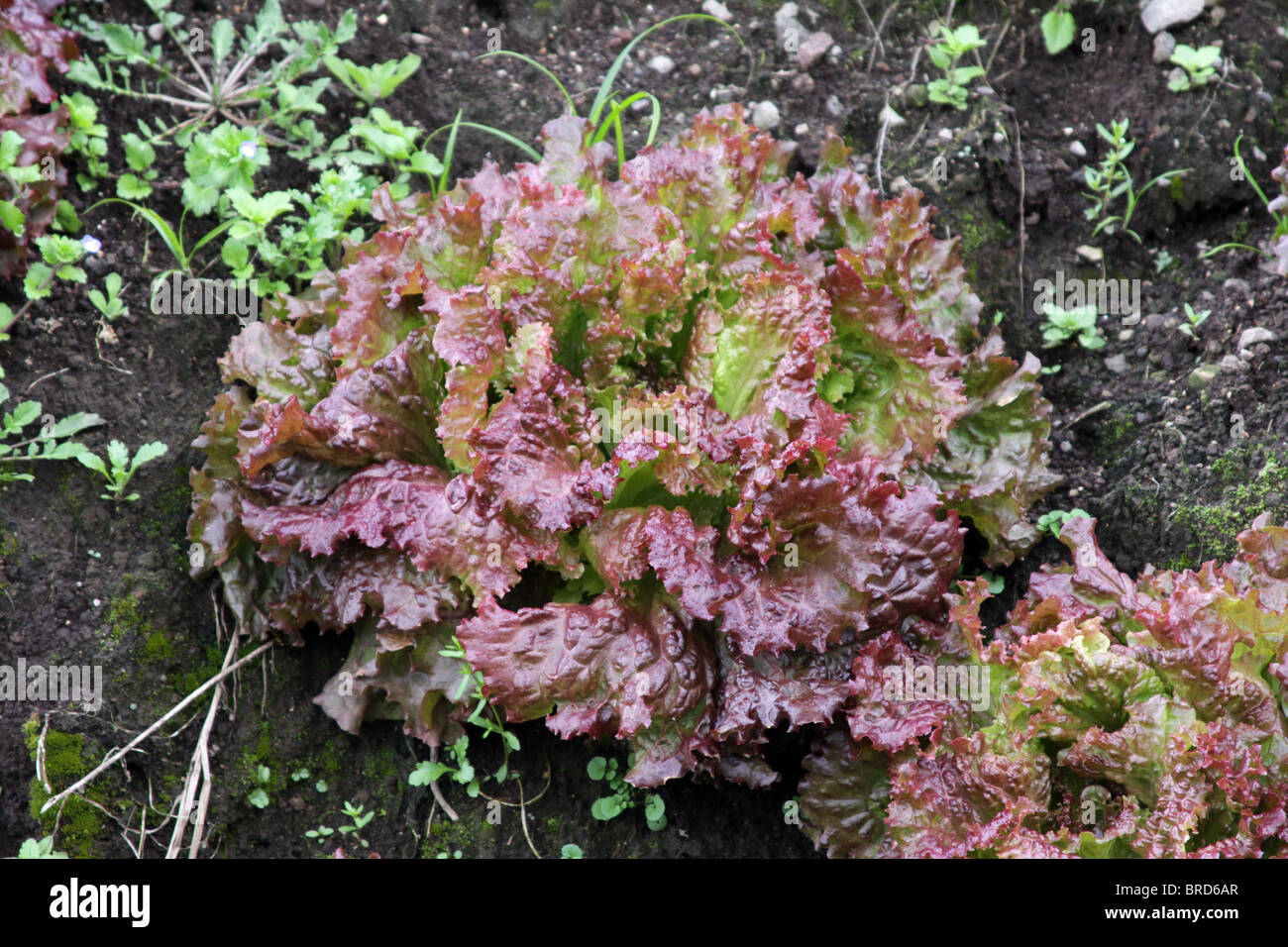 Purple lettuce cultivation Stock Photo - Alamy