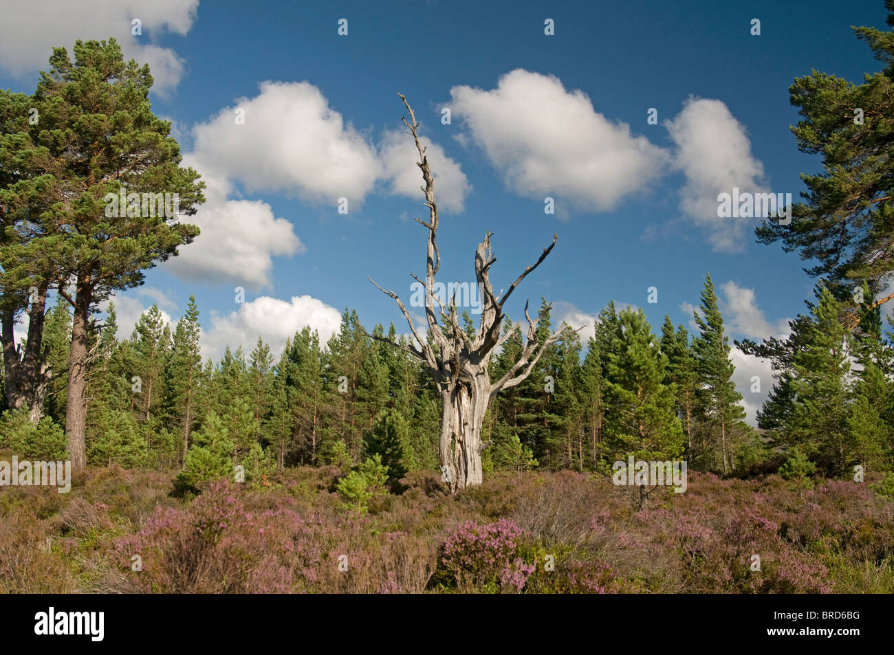 Remnants of the Scottish Ancient Caledonian Pine Forest of ...