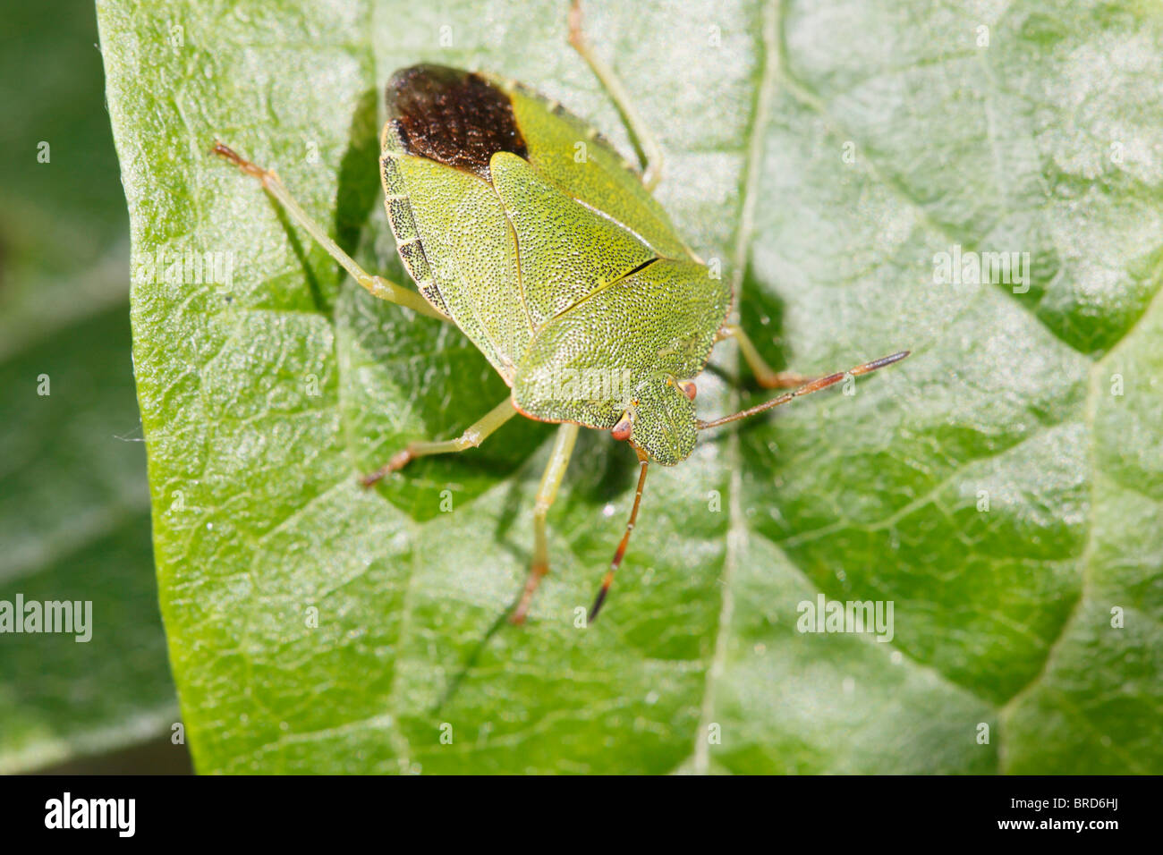 Green Shield Bug Stock Photo - Alamy