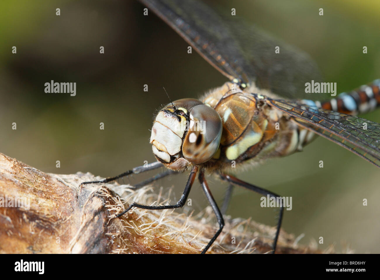 Migrant Hawker dragonfly at rest Stock Photo - Alamy