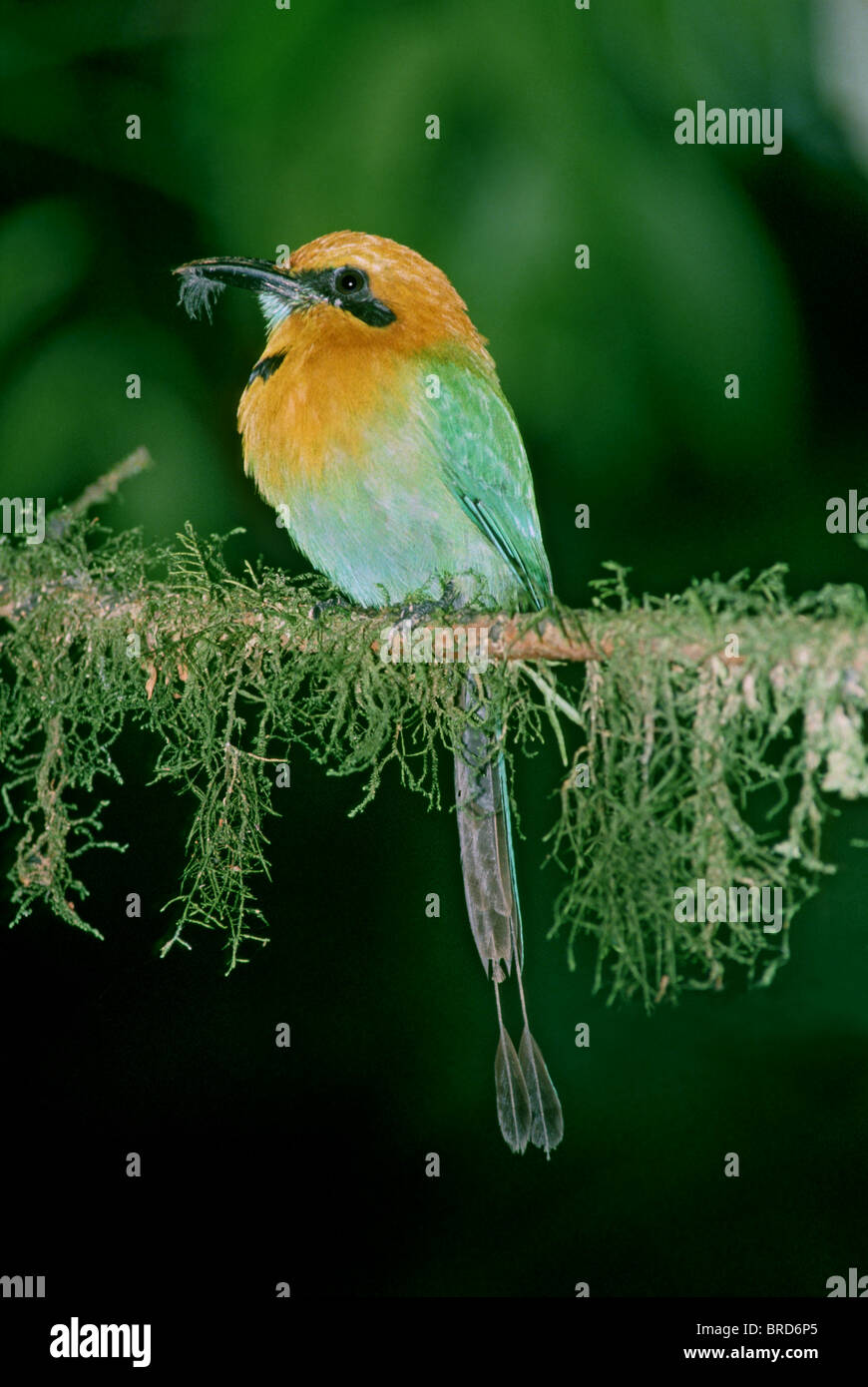 Motmot mexico tail hi-res stock photography and images - Alamy