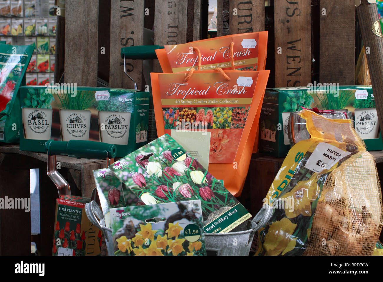 Selection of Autumn bulbs on display Stock Photo - Alamy