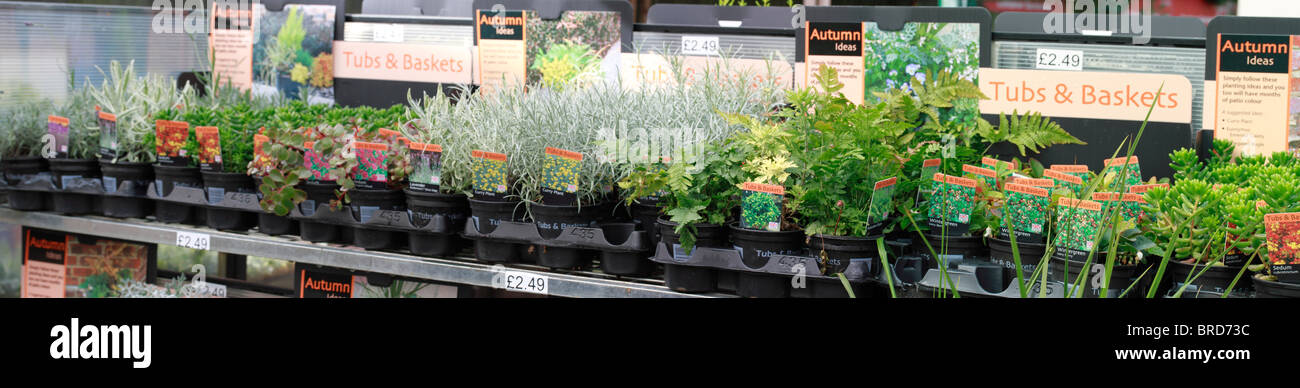 Selection of Autumn plants on display Stock Photo - Alamy