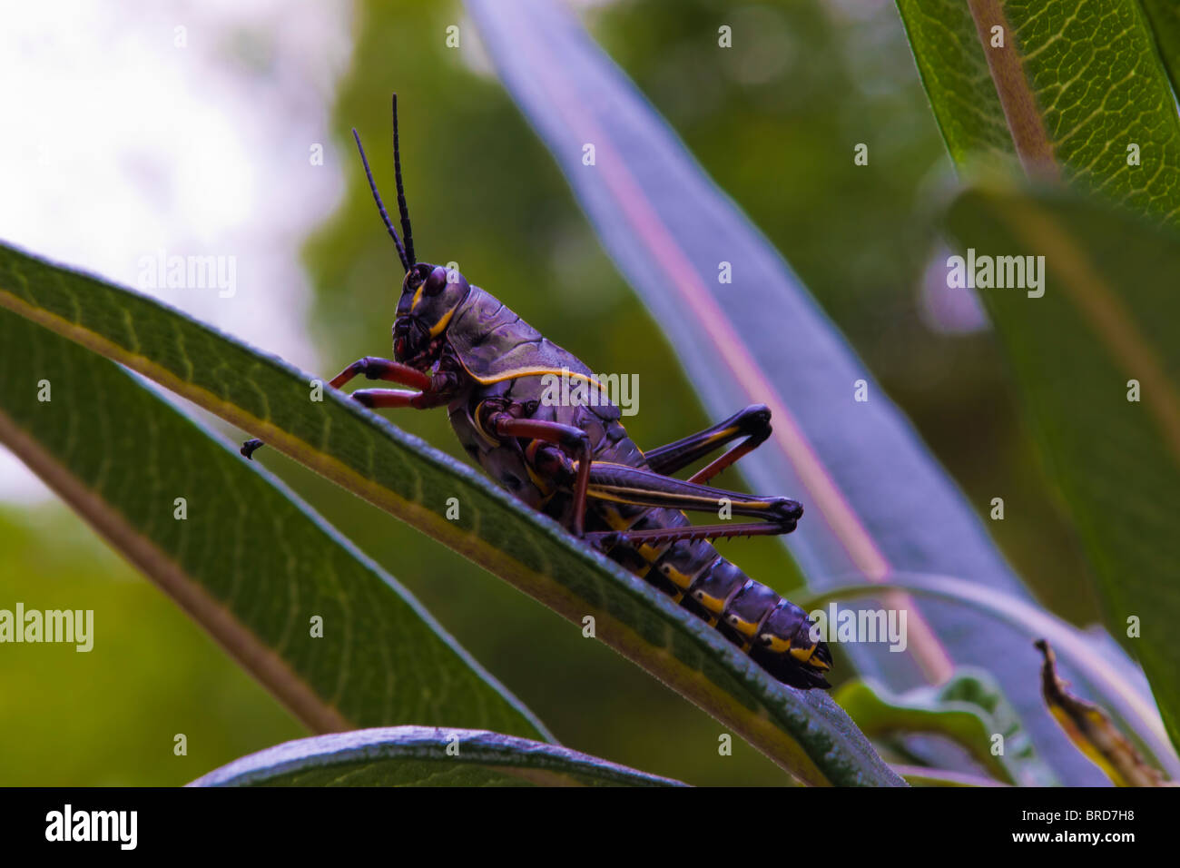 Eastern Lubber Grasshopper Stock Photo - Alamy