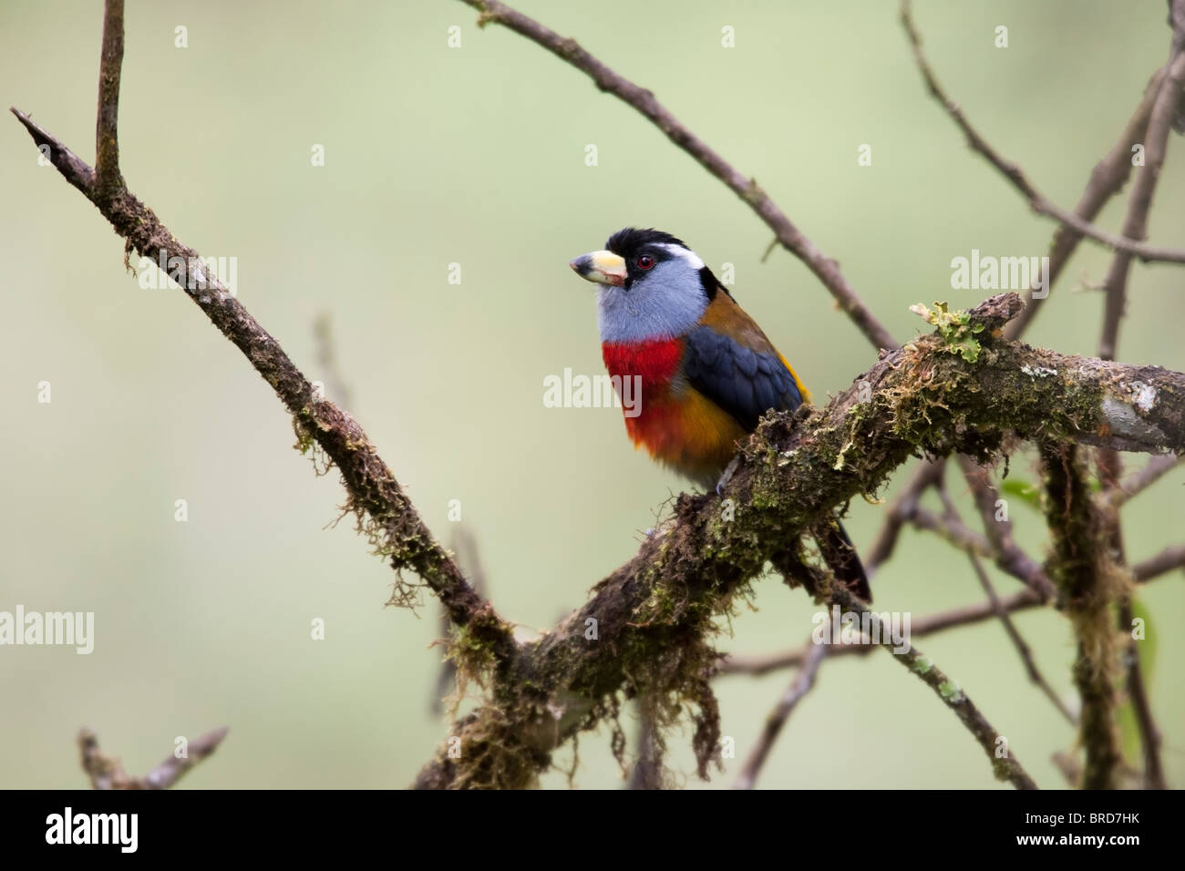 Toucan Barbet (Semnornis ramphastinus ramphastinus Stock Photo - Alamy