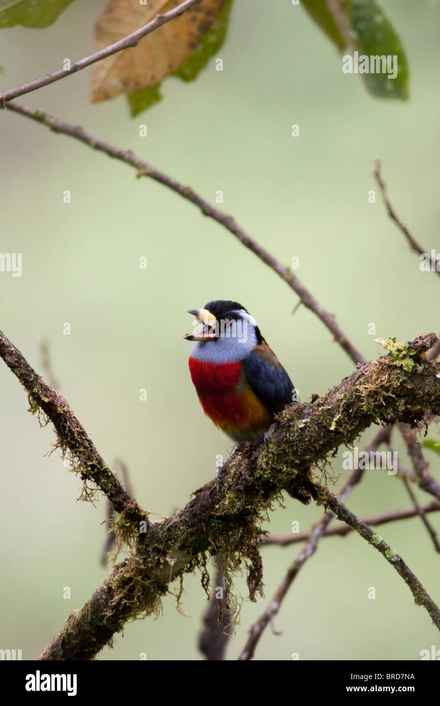 Toucan Barbet (Semnornis ramphastinus ramphastinus) calling Stock Photo ...