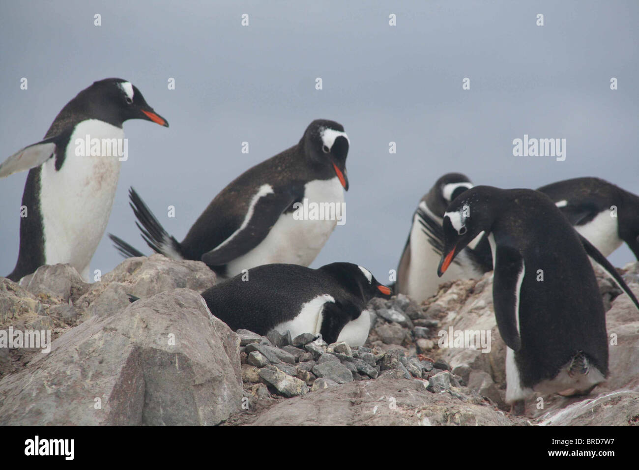 Gentoo penguin rookery, group, nesting on rocks, [Pygoscelis papua ...